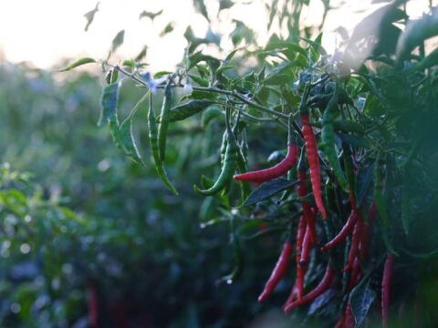 About Us - Value Ingredients Innovating Spices